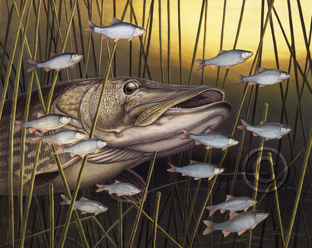 Pike by Chris Turnbill, Fishing Art Mounted – Planet Prints