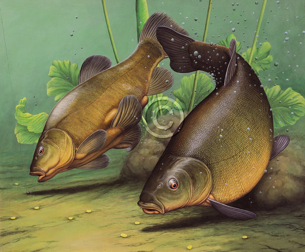 Tench by Chris Turnbull, Coarse Fishing Art – Planet Prints