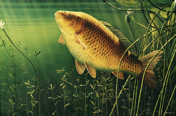 Mystical Common by David Miller, Carp Art – Planet Prints